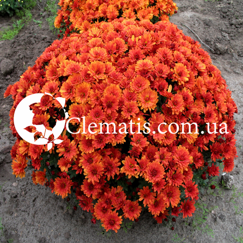 Xризантема мультифлора Urano Red